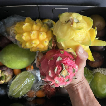 Home - Fruit Plug